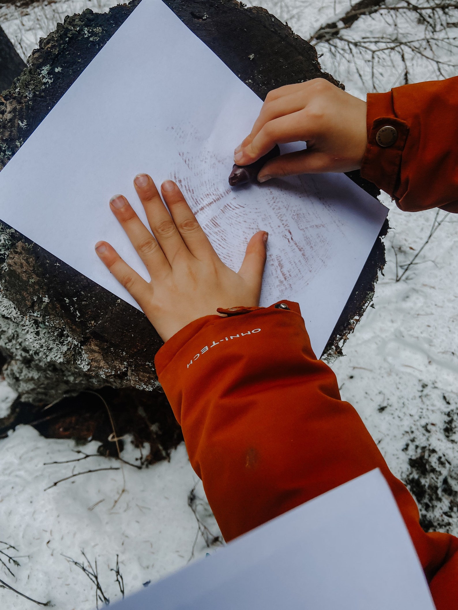 Coniferous Trees Unit Study, Homeschool Printables, Charlotte Mason ...