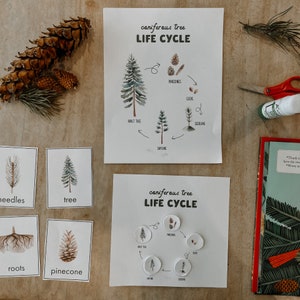 Coniferous Trees Unit Study, Homeschool Printables, Charlotte Mason ...