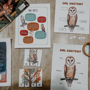 Owl Unit Study, Homeschool Unit Study, Homeschool Printables, Charlotte ...
