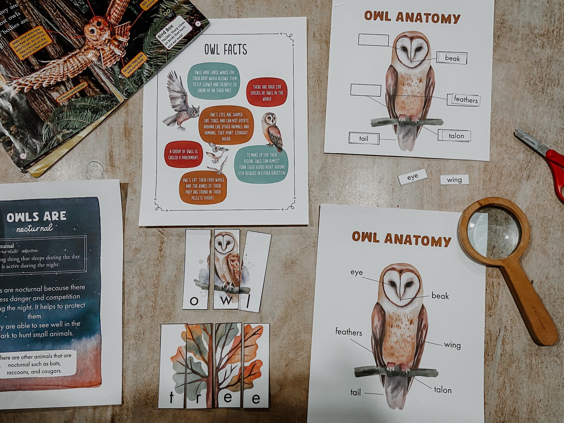 Owl Unit Study, Homeschool Unit Study, Homeschool Printables, Charlotte ...