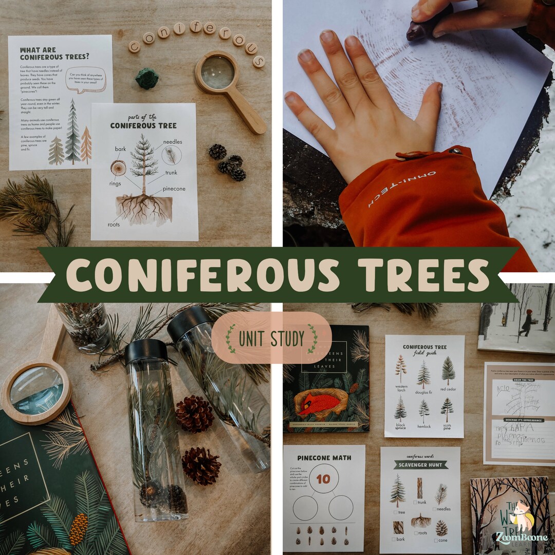 Coniferous Trees Unit Study, Homeschool Printables, Charlotte Mason ... Coniferous Trees Unit Study, Homeschool Printables, Charlotte Mason ...