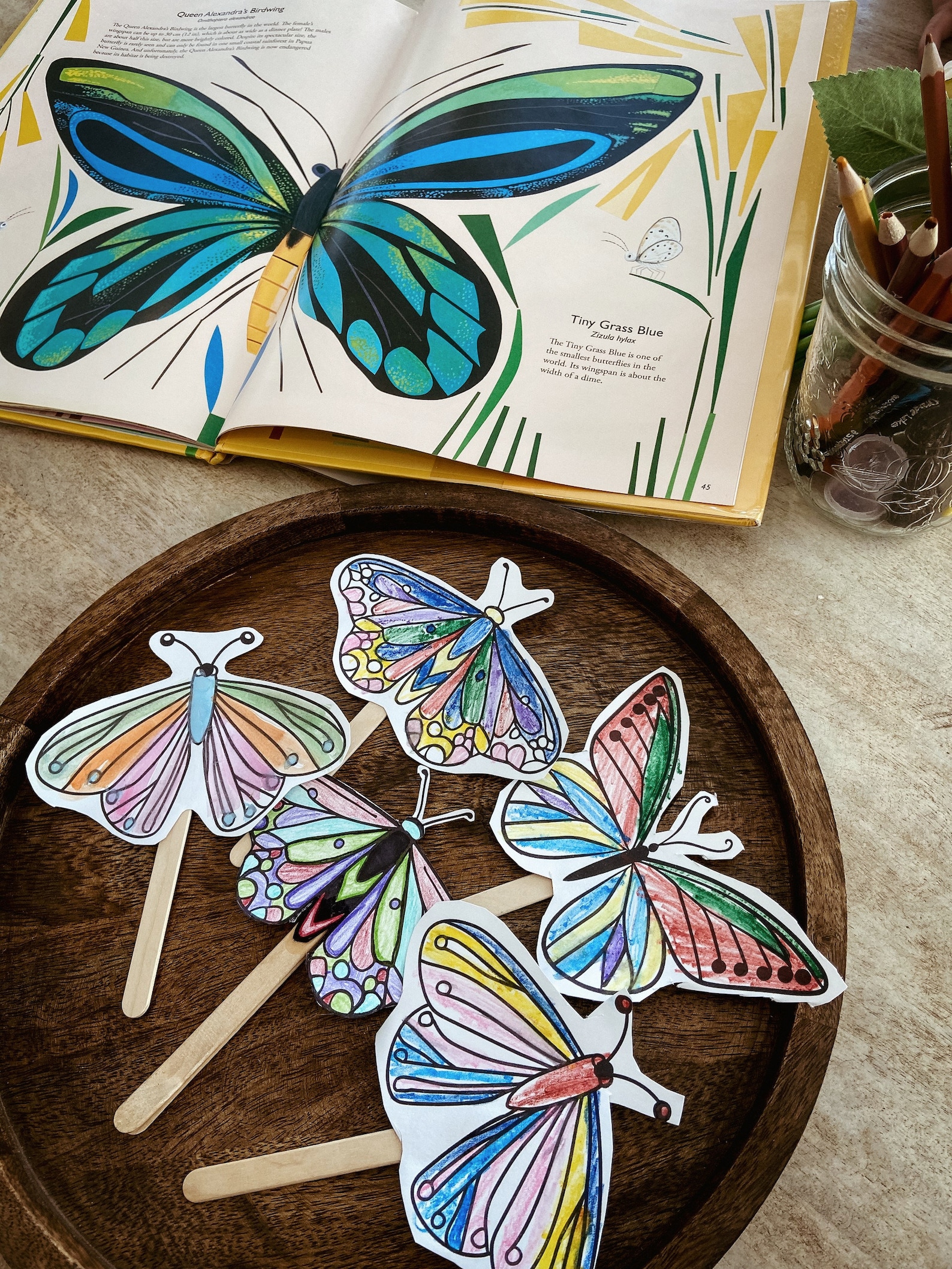 Butterfly and Moth Unit Study, Homeschool Unit Studies, Homeschool ...