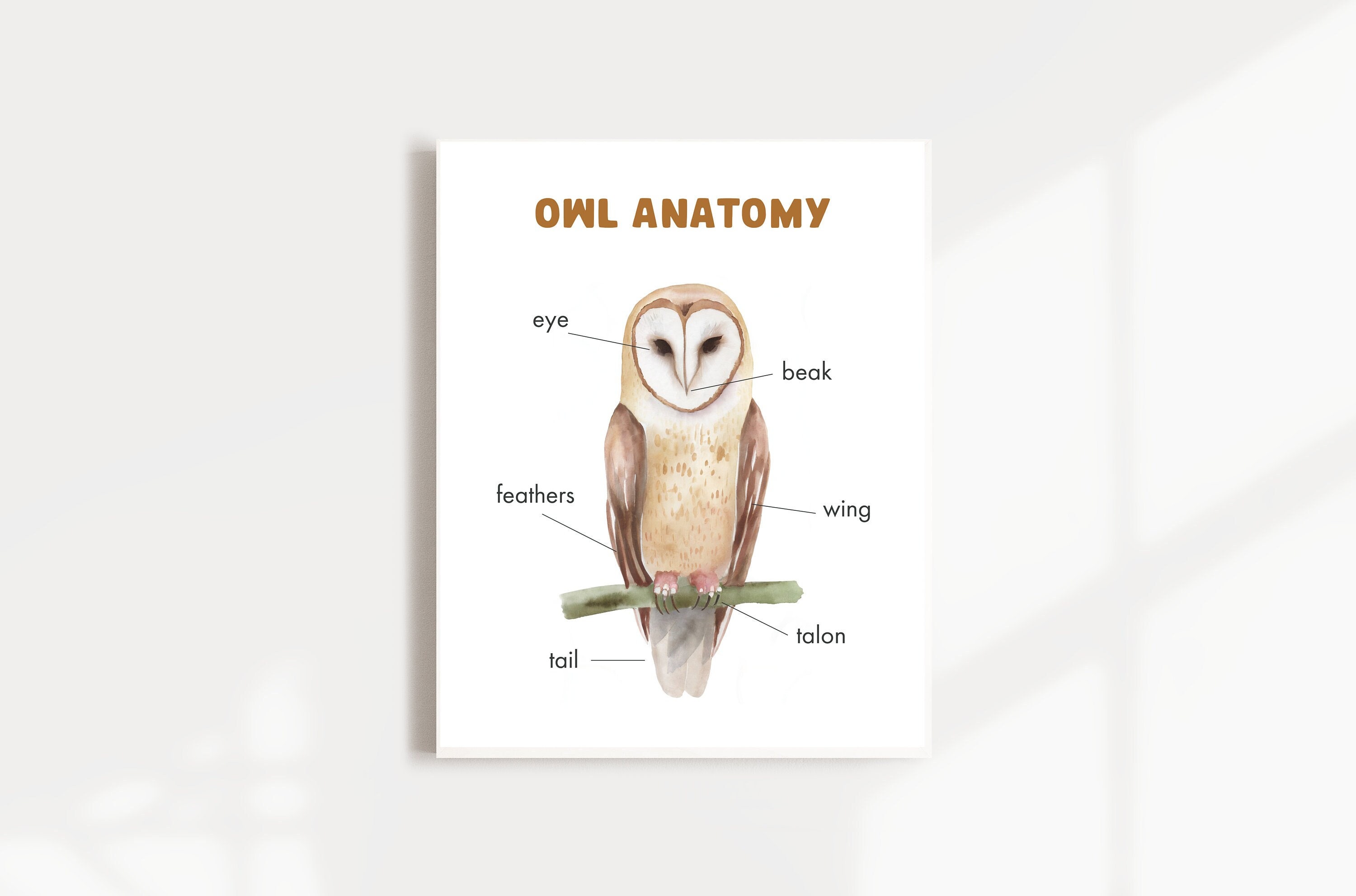 Owl Anatomy Poster, Educational Poster, Homeschool Printables ...