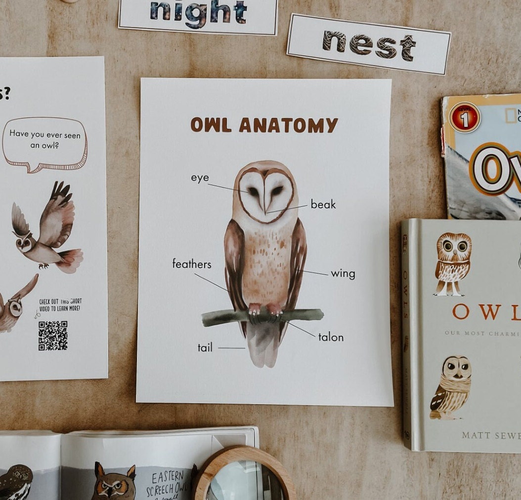 Owl Anatomy Poster, Educational Poster, Homeschool Printables ...