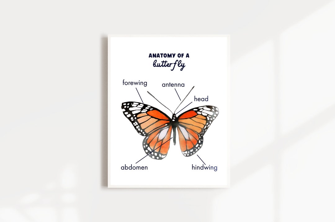 Anatomy of a Butterfly Poster, Educational Poster, Homeschool ...