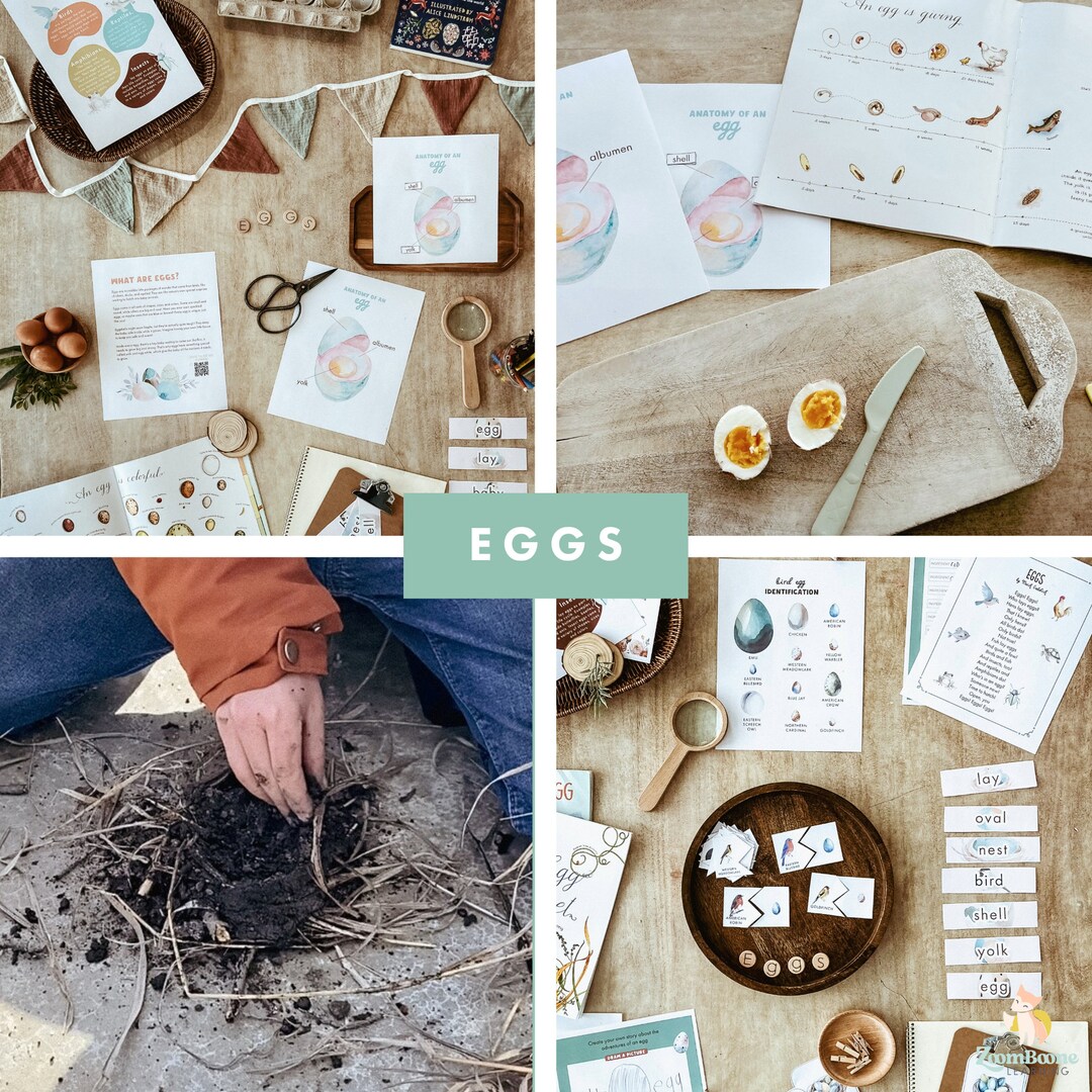 Egg Unit Study, Homeschool Unit Studies, Homeschool Printables, Egg ...