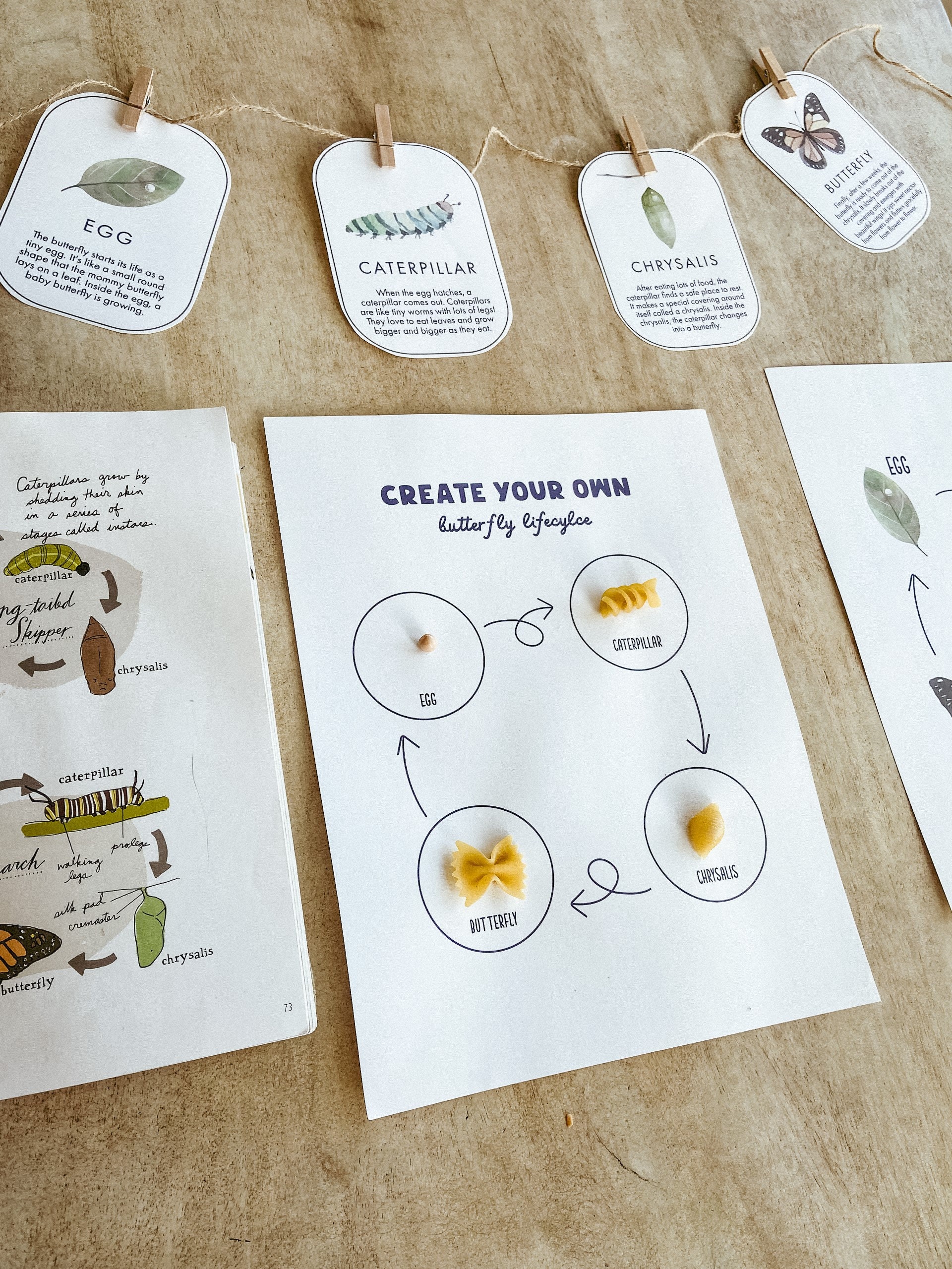 Butterfly and Moth Unit Study, Homeschool Unit Studies, Homeschool ...