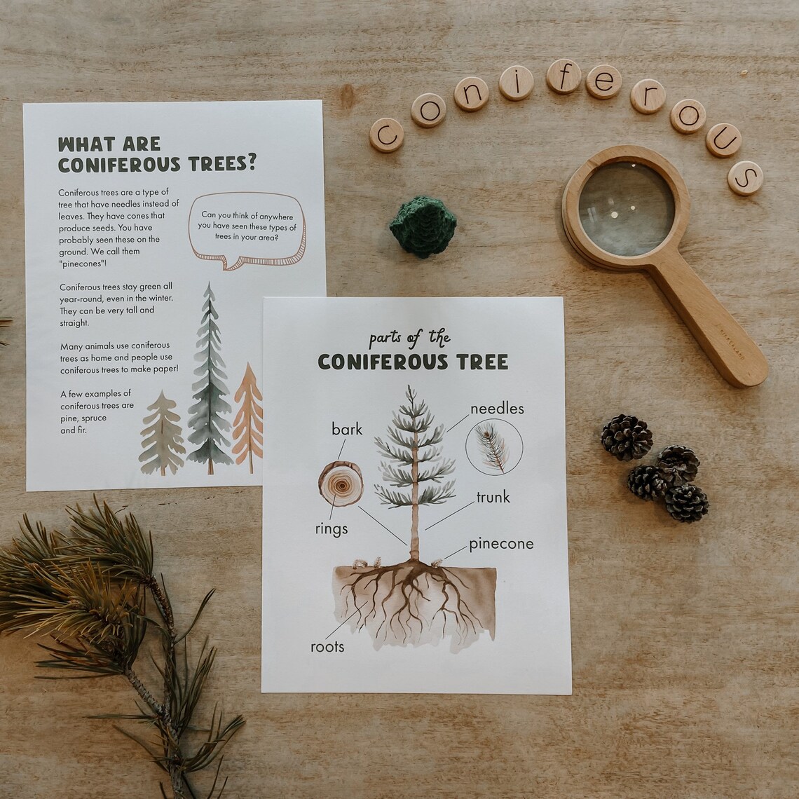 Coniferous Trees Unit Study, Homeschool Printables, Charlotte Mason ...