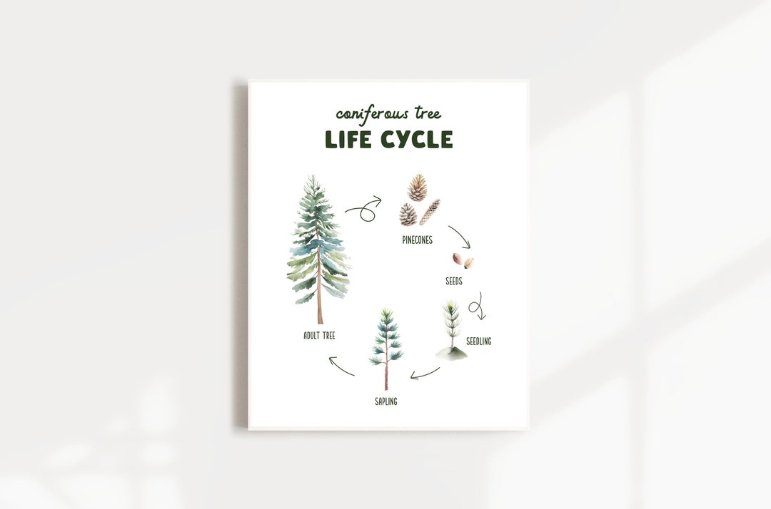 Lifecycle of a Tree Poster, Educational Poster, Homeschool Printables ...