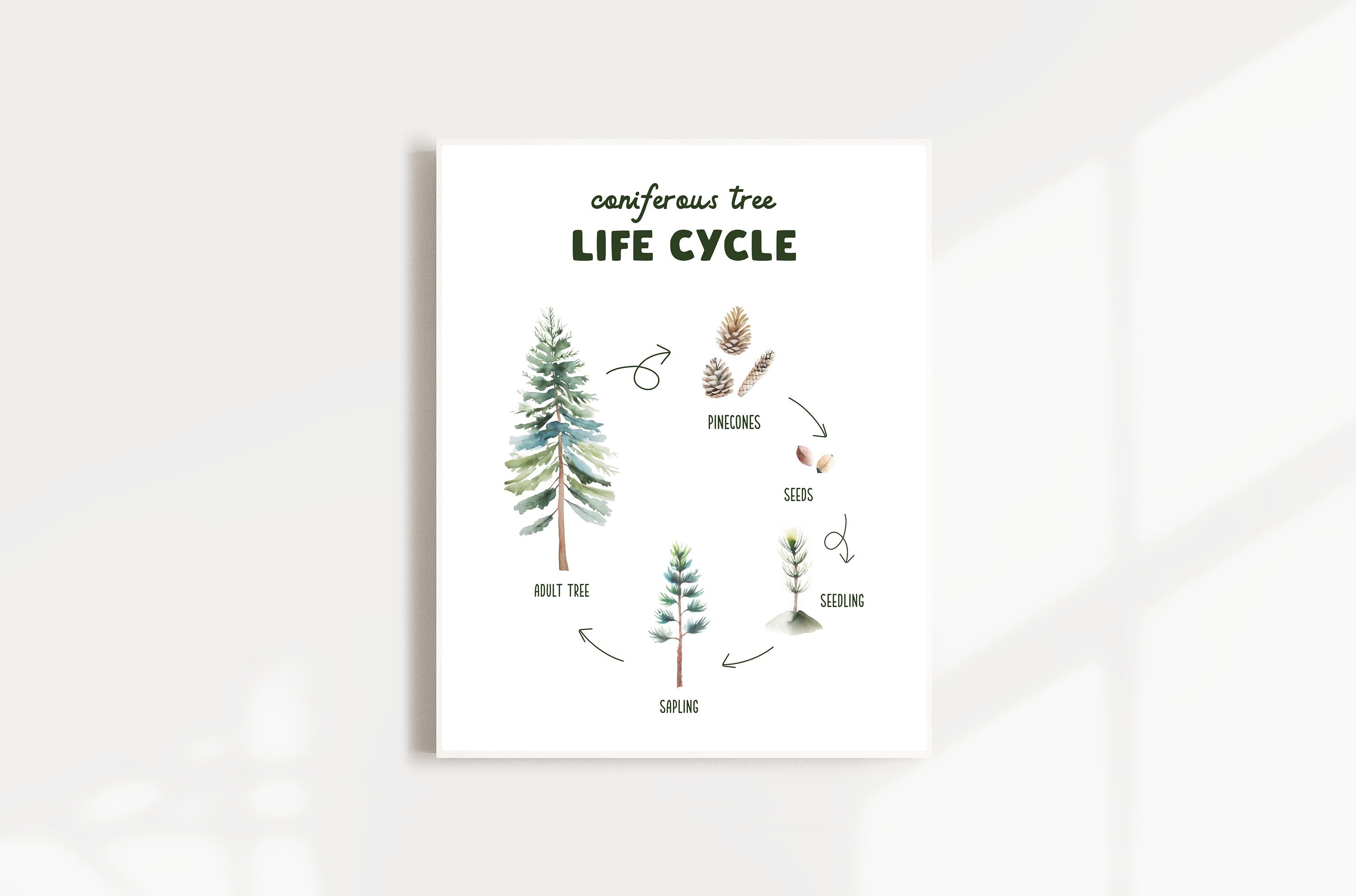 Lifecycle of a Tree Poster, Educational Poster, Homeschool Printables ...