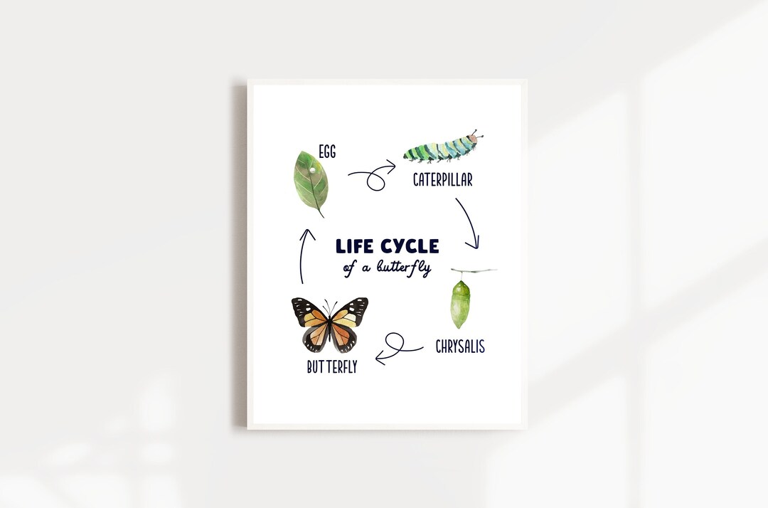 Butterfly Life Cycle Poster, Educational Poster, Homeschool Printables ...