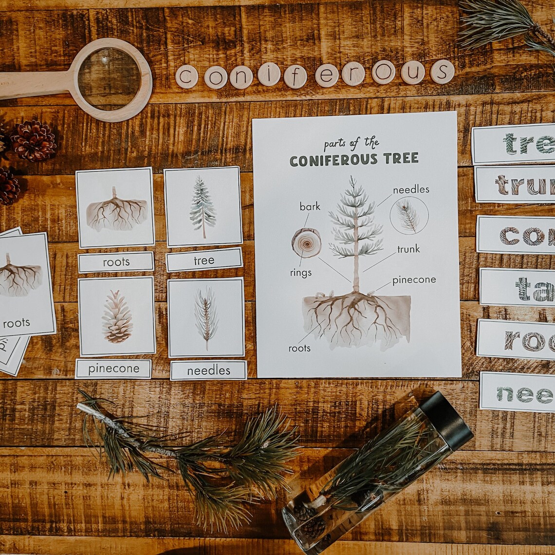 Coniferous Trees Unit Study, Homeschool Printables, Charlotte Mason ...