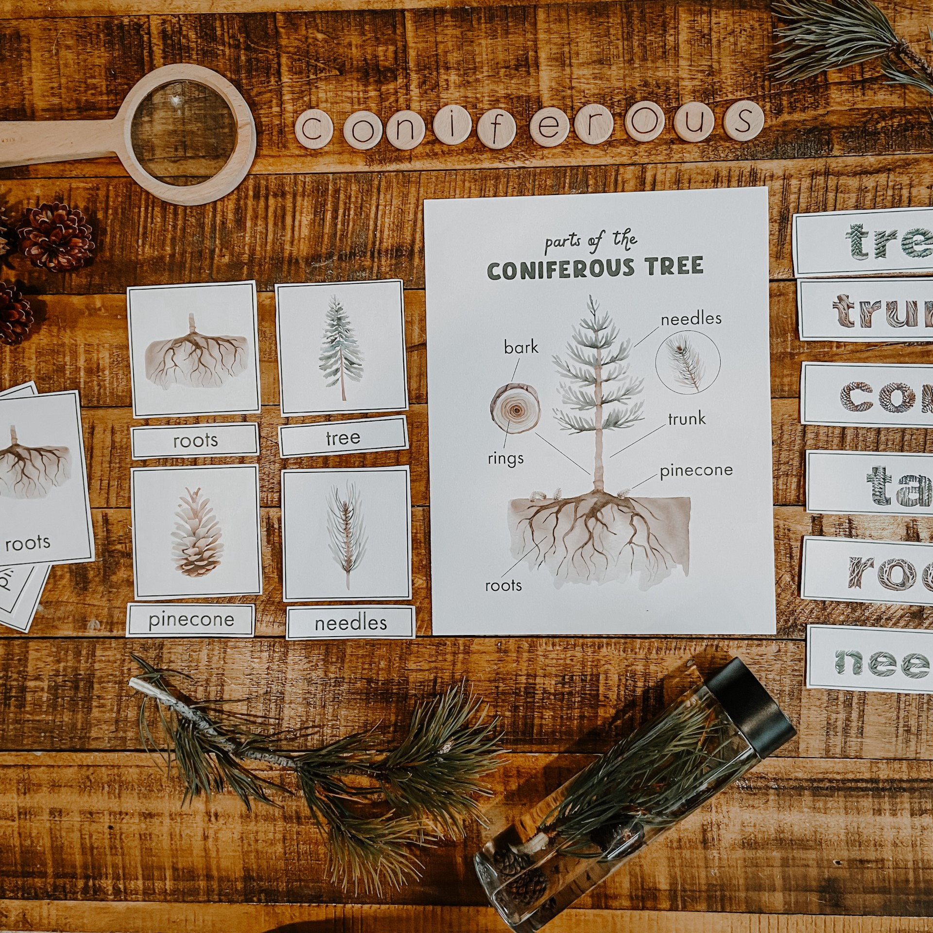 Coniferous Trees Unit Study, Homeschool Printables, Charlotte Mason ...