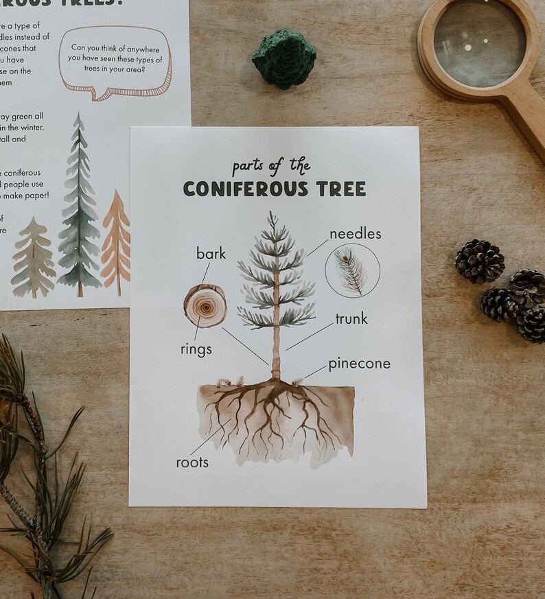 Coniferous Tree Poster, Educational Poster, Homeschool Printables ...