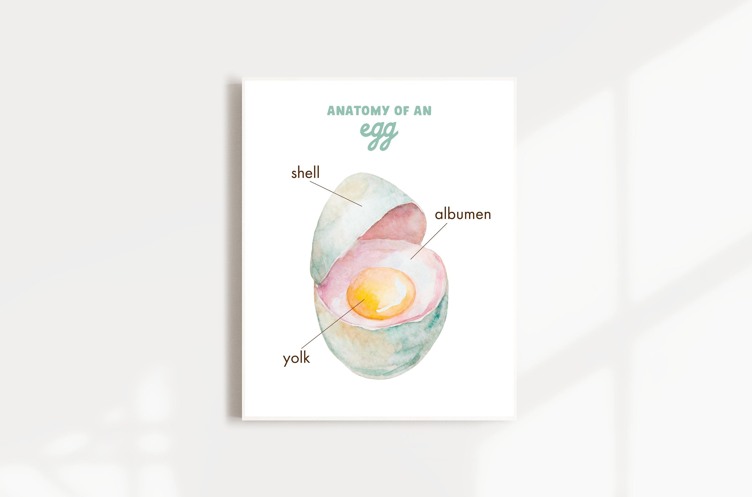 Egg Anatomy Poster, Educational Poster, Parts of an Egg, Homeschool ...