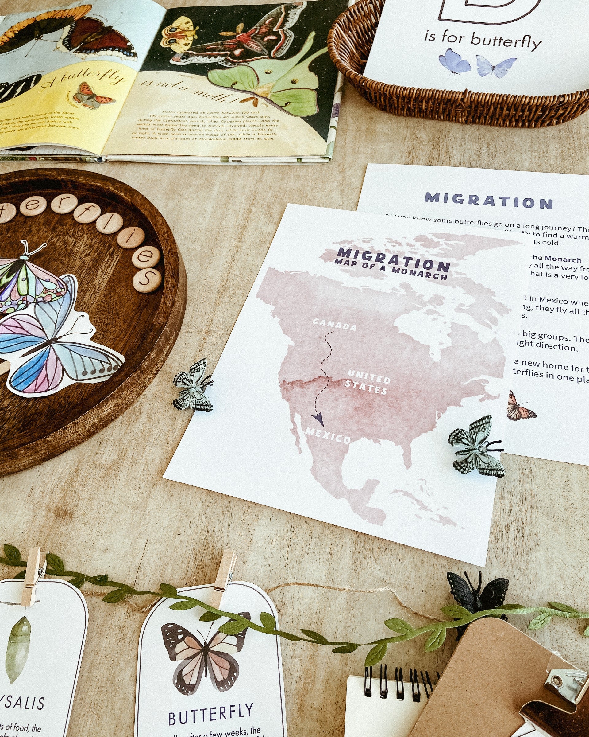 Butterfly and Moth Unit Study, Homeschool Unit Studies, Homeschool ...