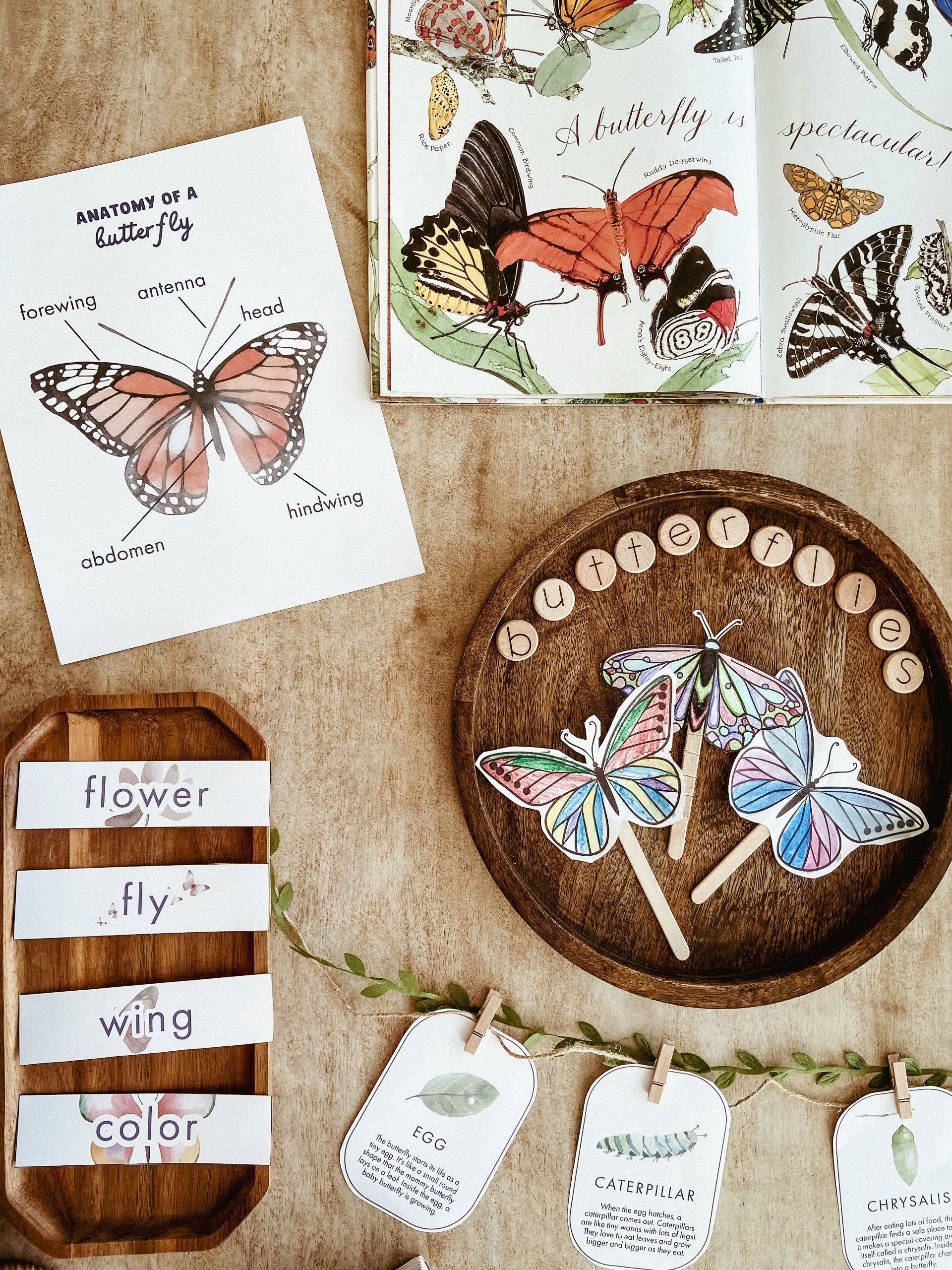 Butterfly and Moth Unit Study, Homeschool Unit Studies, Homeschool ...