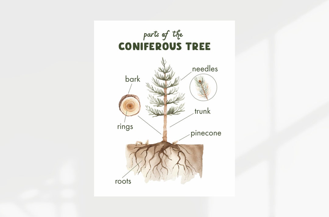 Coniferous Tree Poster, Educational Poster, Homeschool Printables ...