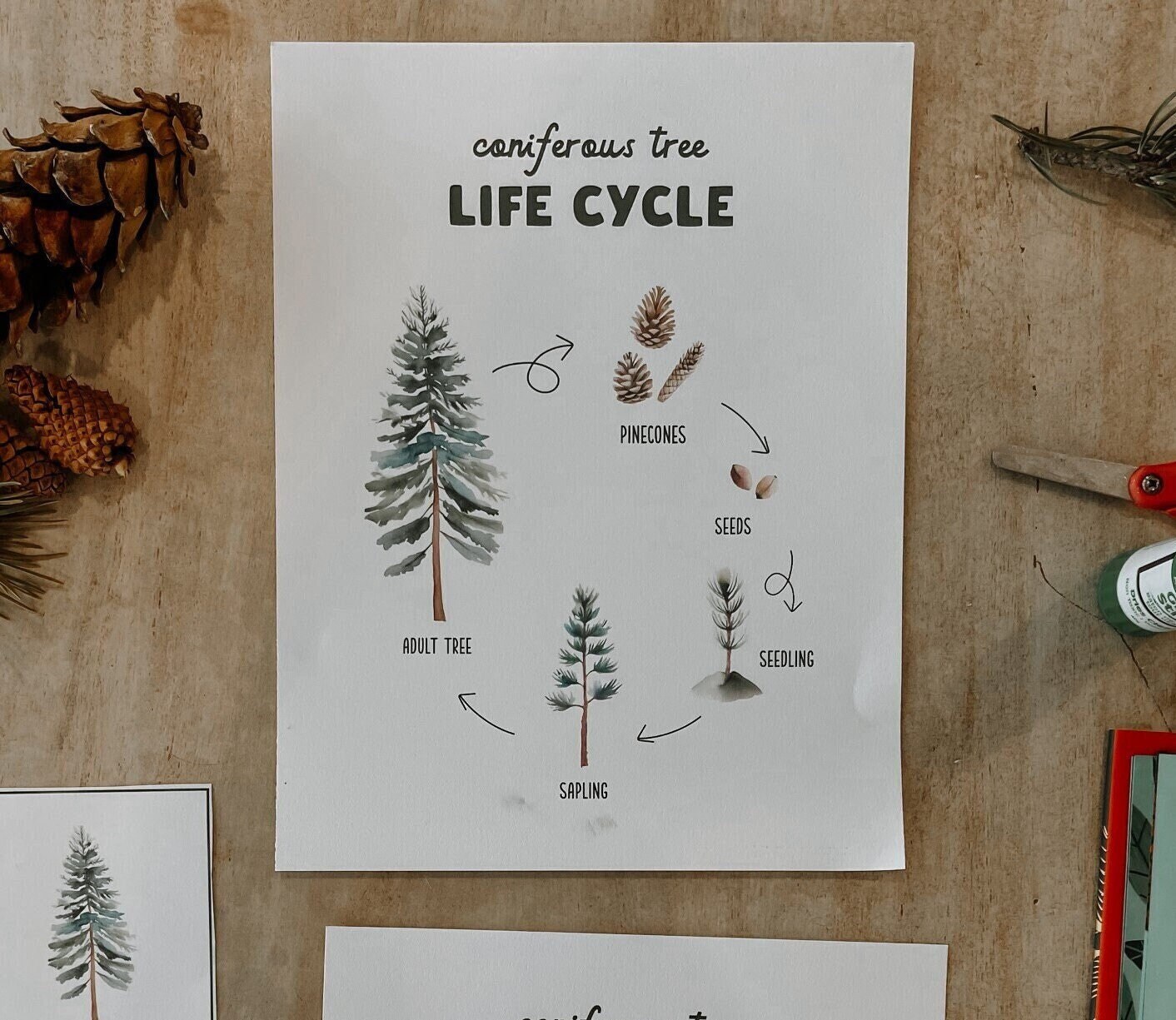 Lifecycle of a Tree Poster, Educational Poster, Homeschool Printables ...