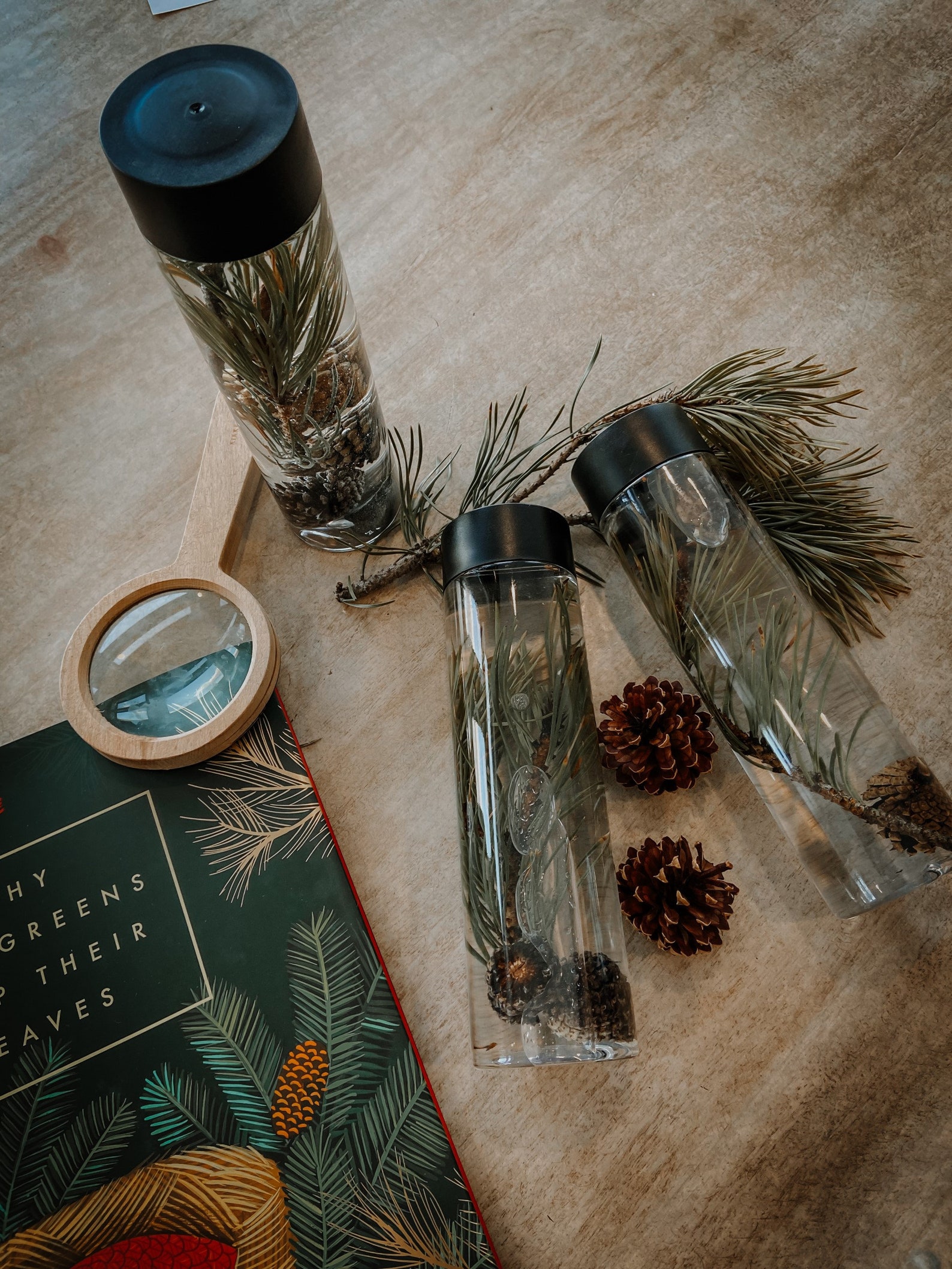 Coniferous Trees Unit Study, Homeschool Printables, Charlotte Mason ...