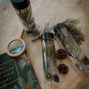 Coniferous Trees Unit Study, Homeschool Printables, Charlotte Mason ...