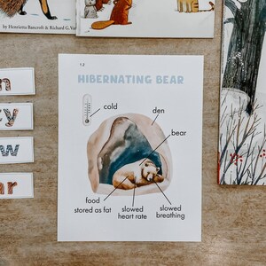 Hibernation Poster, Educational Poster, Homeschool Printables ...
