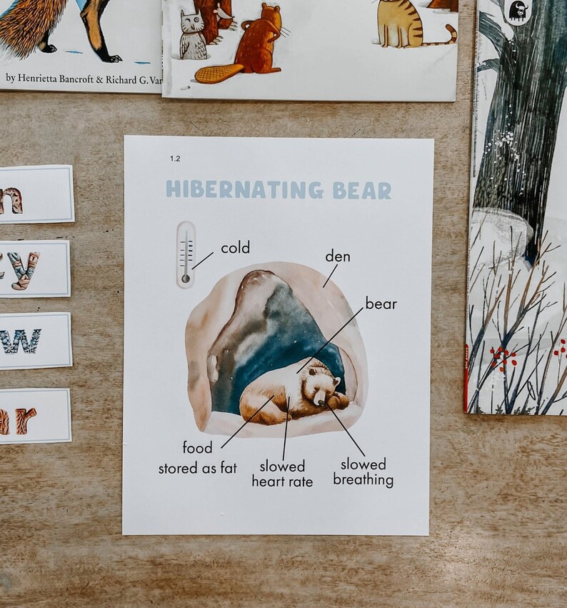 Hibernation Poster, Educational Poster, Homeschool Printables ...