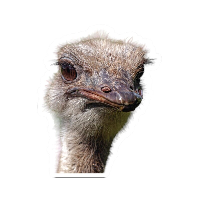 Ostrich Vinyl Sticker, Chic Wildlife Pop Art - Etsy Canada
