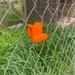 Chain Link Fence Hook - Etsy