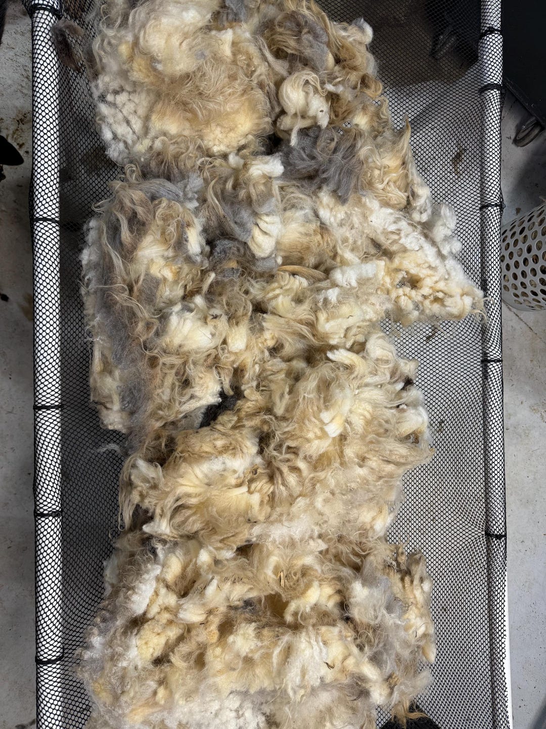 Raw Icelandic Raw Wool - Ewe Badger Face - Etsy