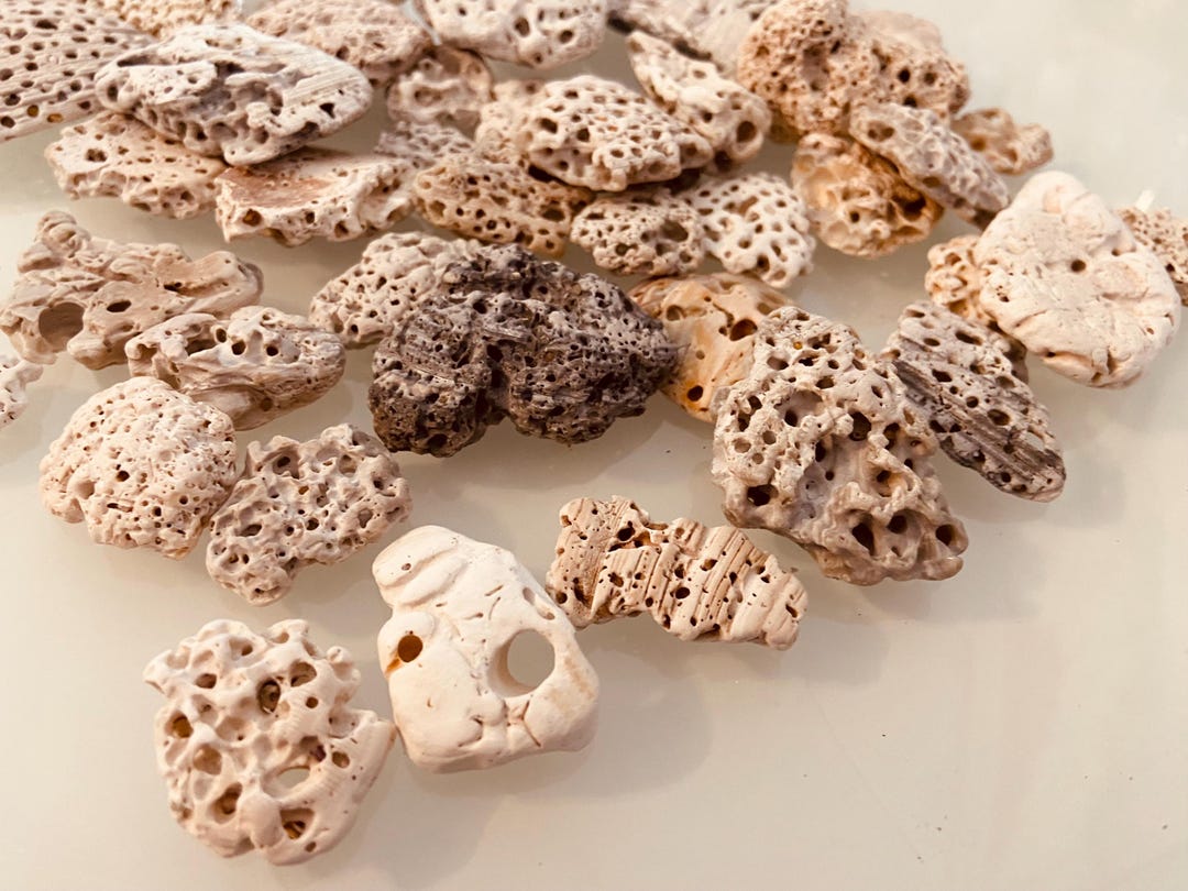 Sea Fairy Mermaid Magical Hag Stone Coral Huge 1lb Lot Pawleys Island ...