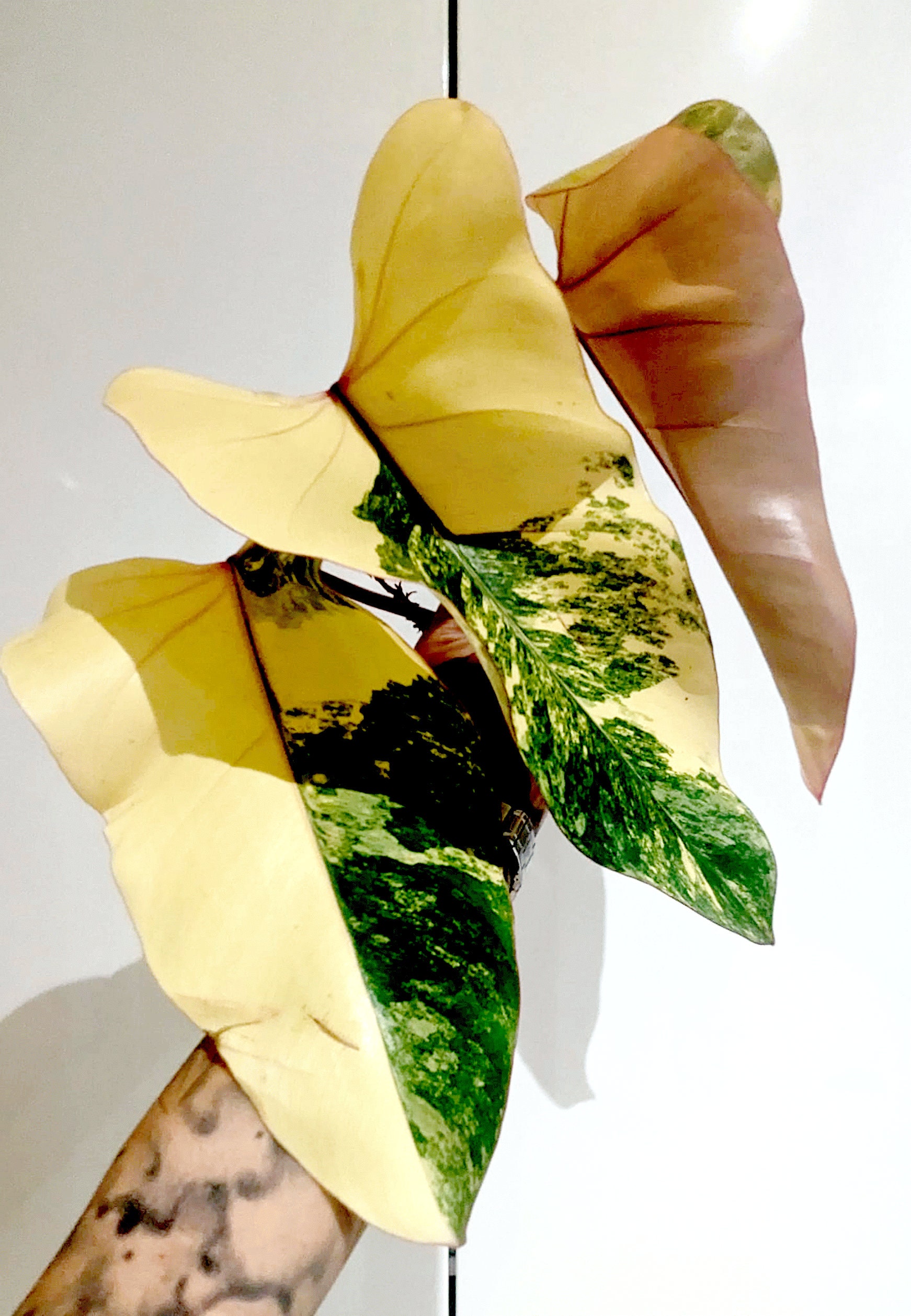 Philodendron Strawberry Shake Nodes - Etsy