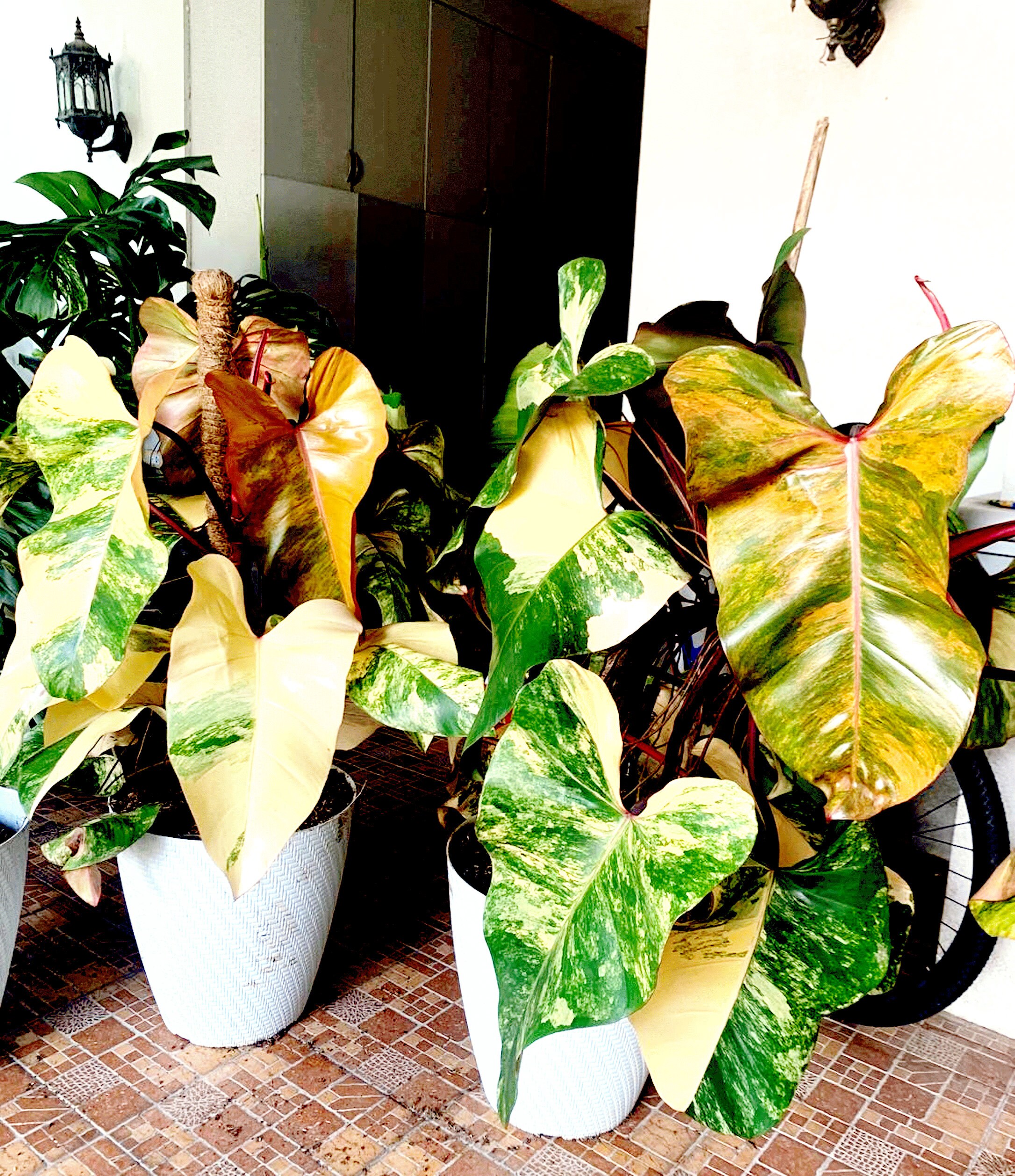 Philodendron Strawberry Shake Nodes - Etsy