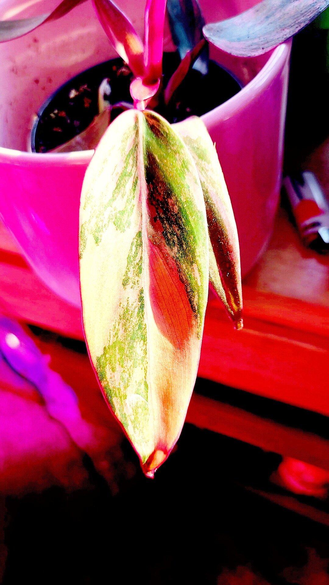 Philodendron Strawberry Shake Nodes - Etsy