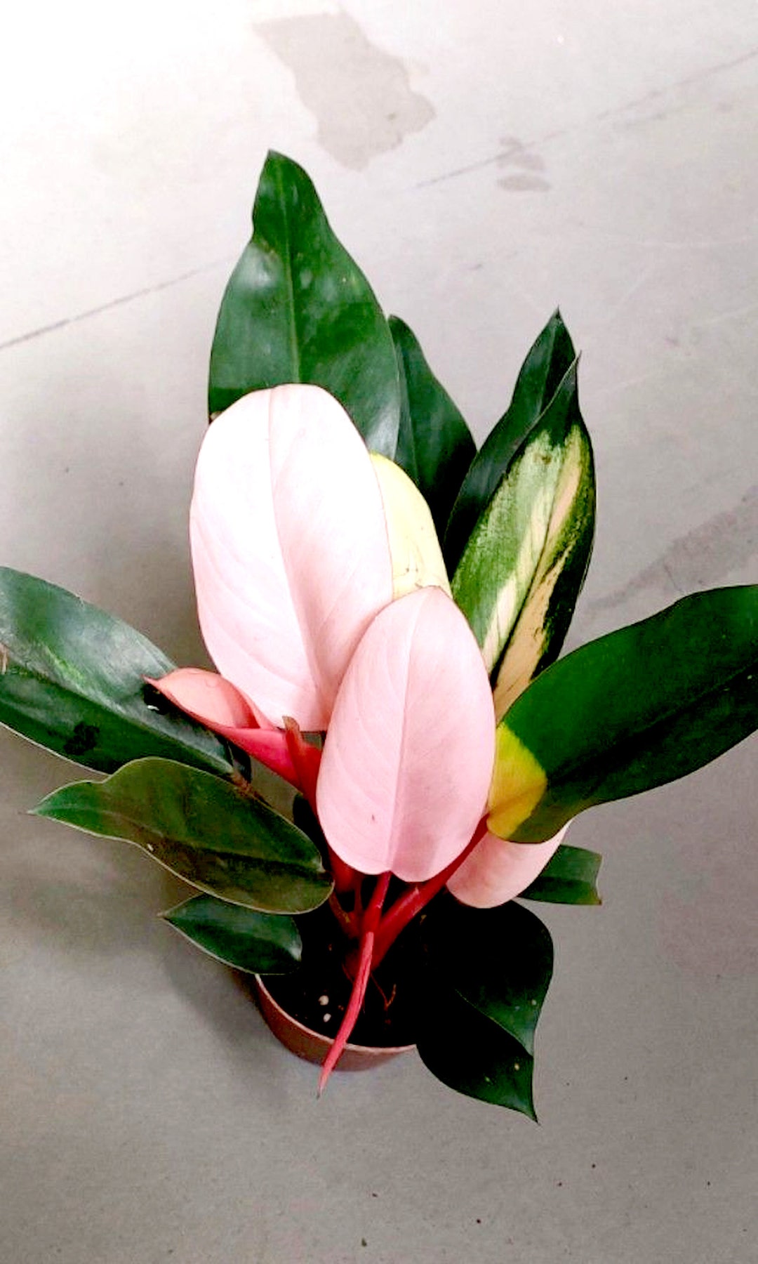 Philodendron Pink Congo Variegated Nodes - Etsy