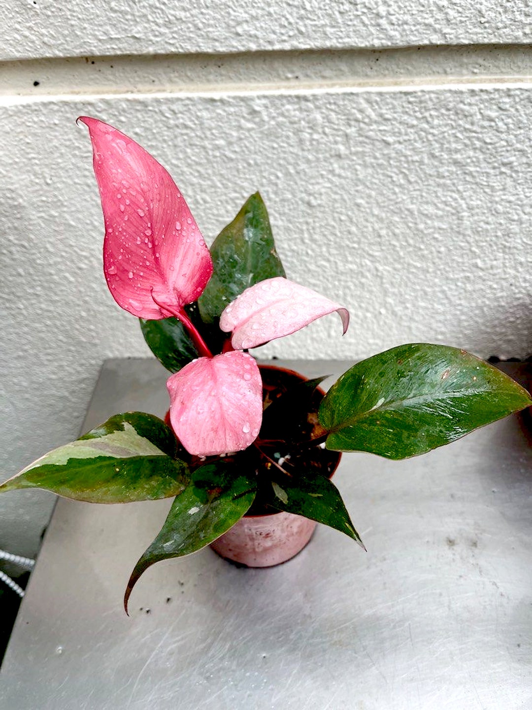 Philodendron Pink Princess Nodes - Etsy