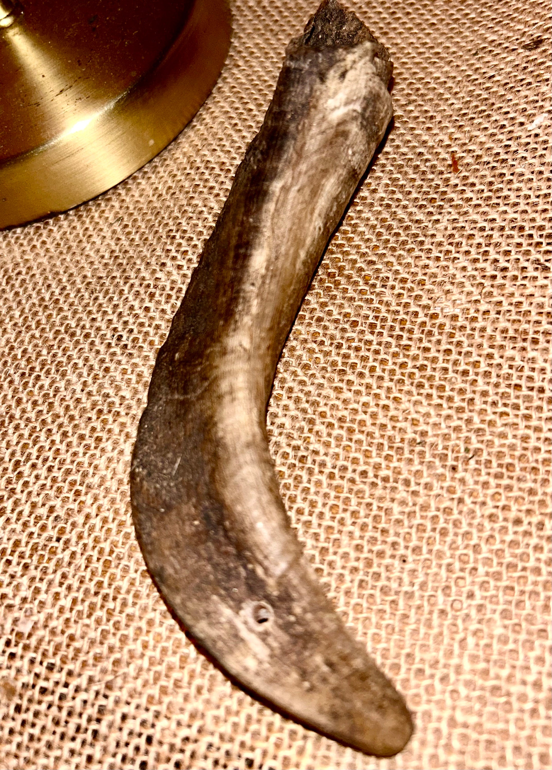 Holy Rams Horn for Rituals Prayers Anointing and - Etsy