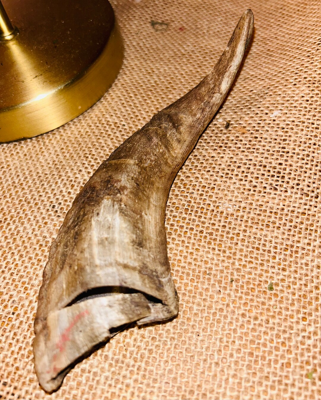 Holy Rams Horn for Rituals, Prayers, Anointing and Purification, KUBALA ...