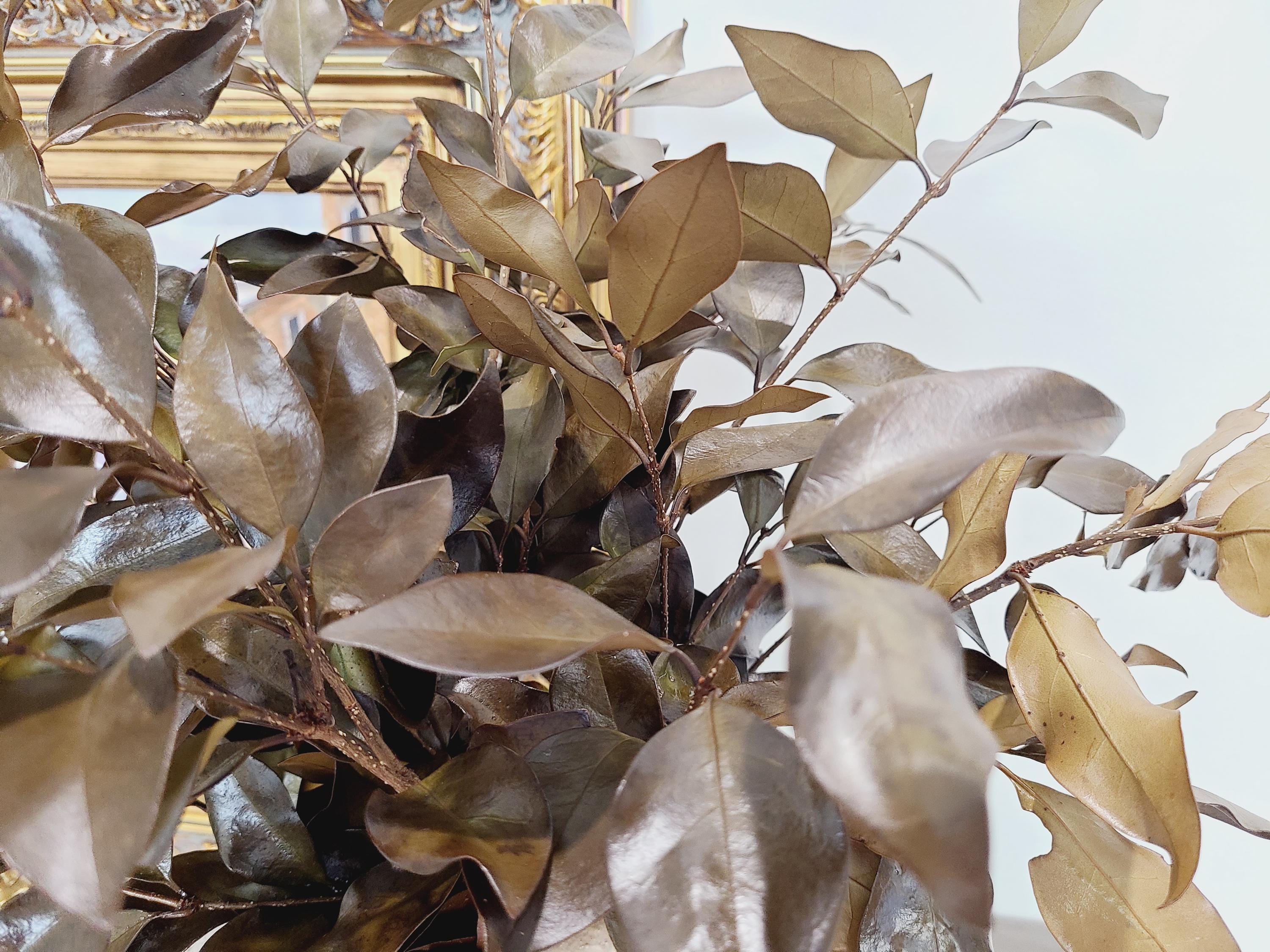Preserved Brown Foliage Bunch Natural Rustic Fall Foliage Preserved ...