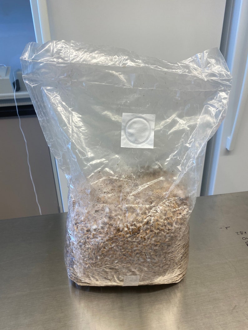3 Pound Lions Mane Fruiting Block Ready to Grow Mushroom Kit - Etsy