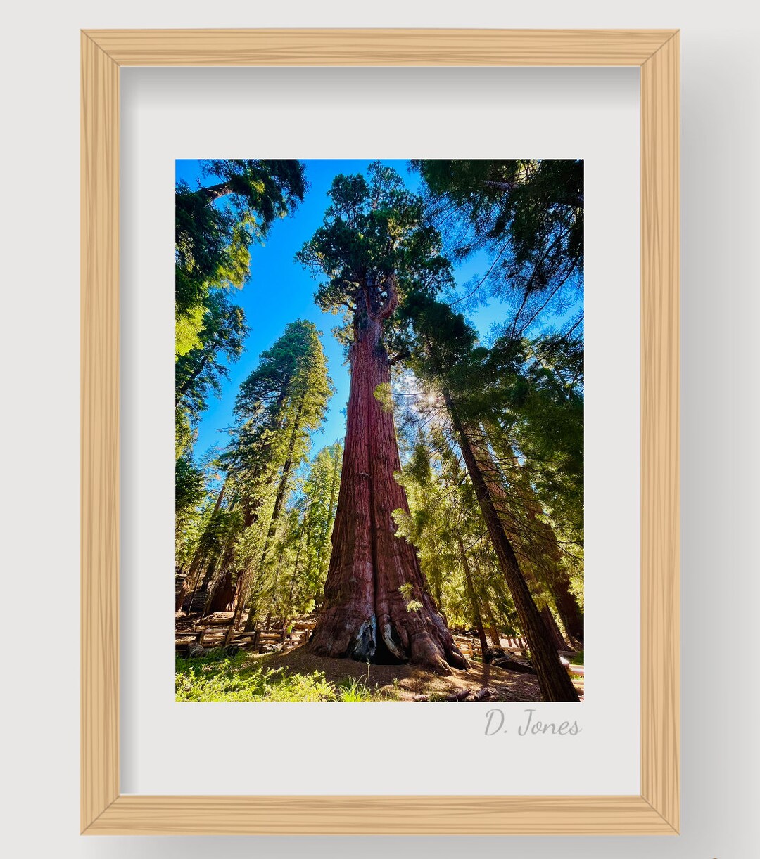 Sequoia National Park, California ‘tops of Trees’ Forest Trees Big ...