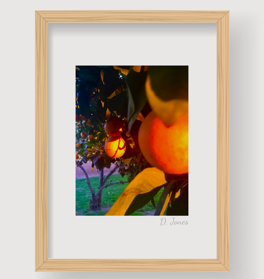 Simi Valley, California ‘orange’ Orange Fruit Tree Leaves Wall Sunlight ...