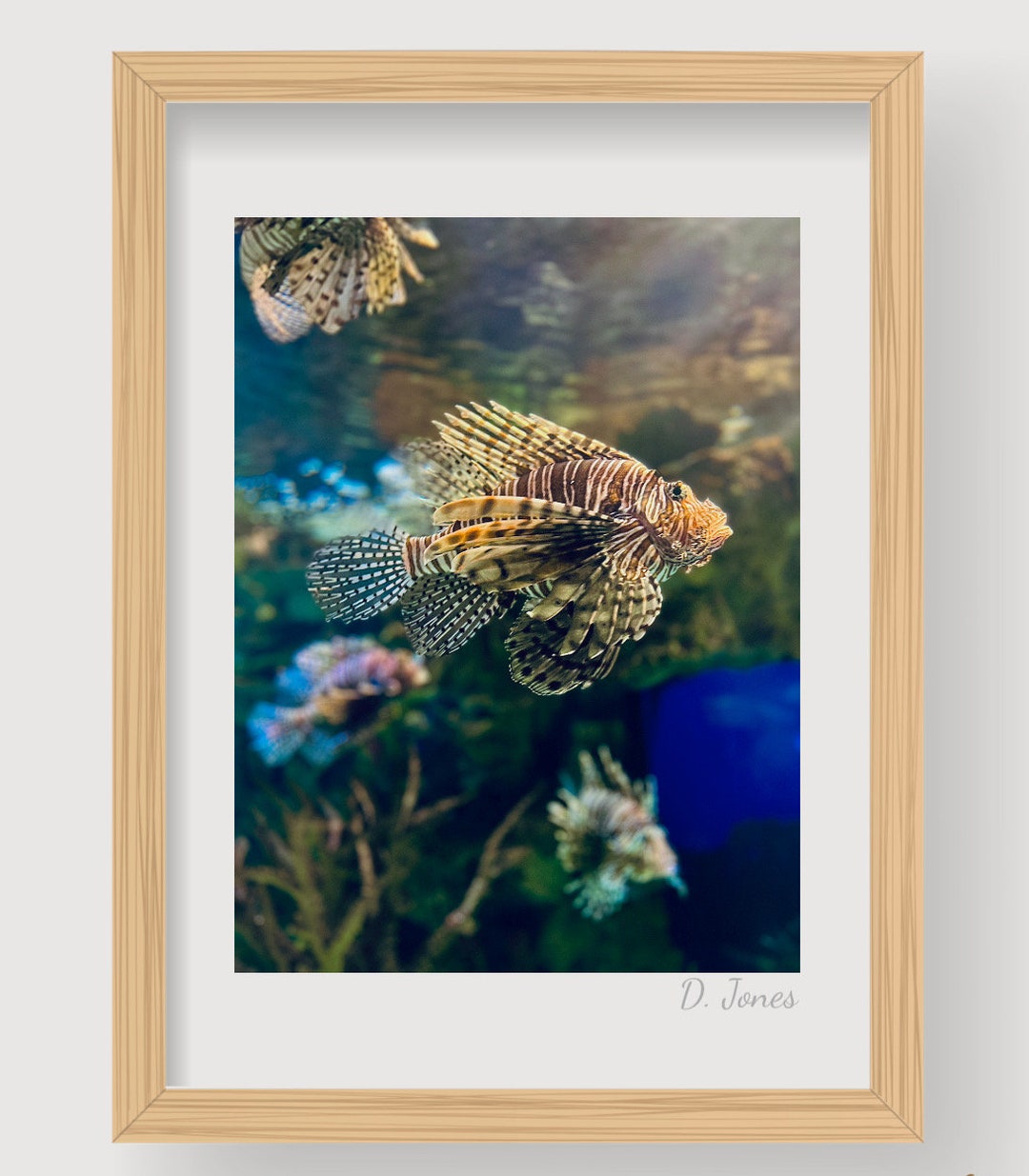 Las Vegas, Nevada ‘the Pride’ Lion Fish Aquatic Aquarium Water Swim Eye ...