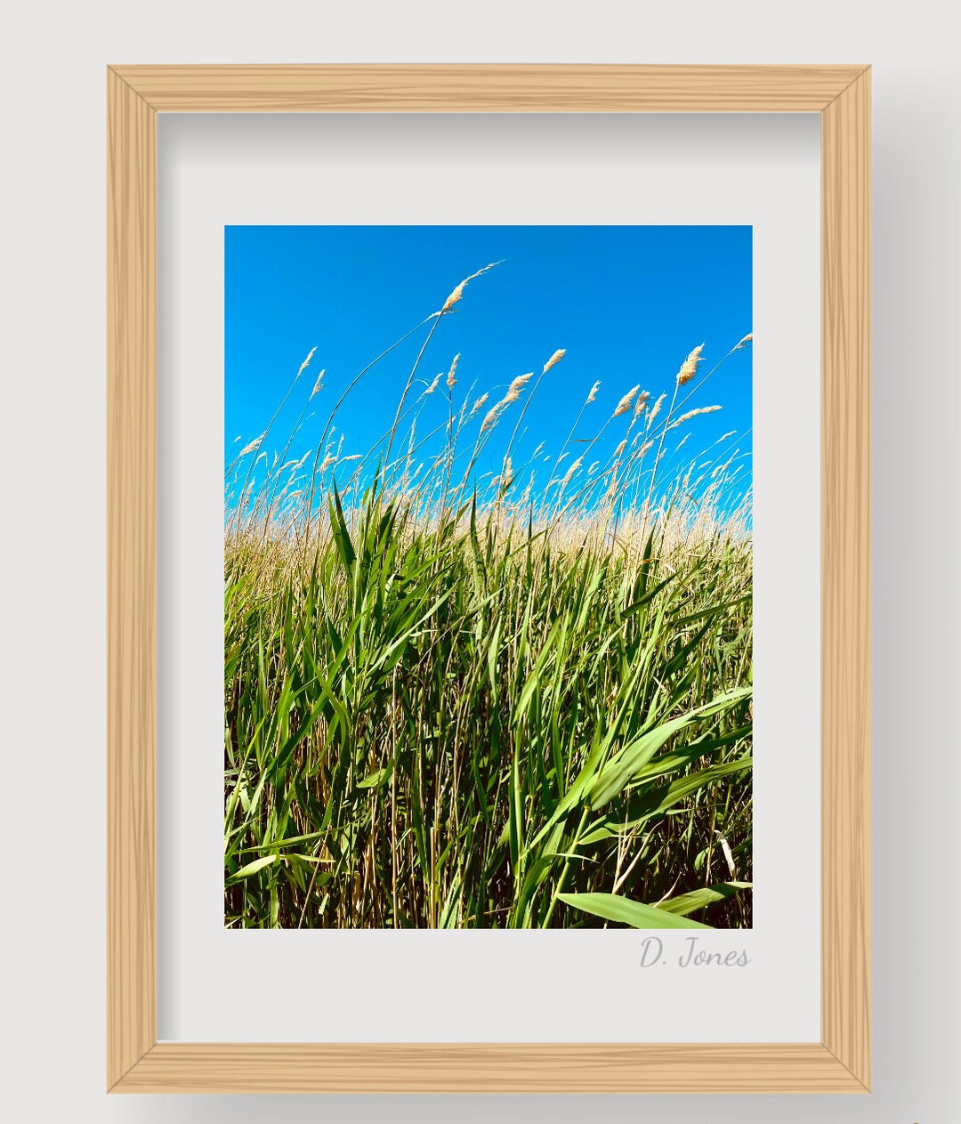Las Vegas, Nevada ‘wavy Grain’ Corn Stalks Tall Grain Farming Food ...