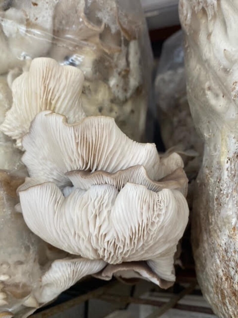 2oz Dried Italian Oyster Mushrooms - Etsy