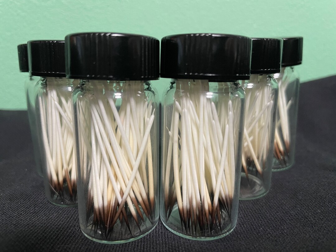 100 North American Porcupine Quills - Etsy