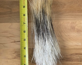 American Porcupine Guard Hair, 47 Inches, 1 Ounce, Great for Roaches ...