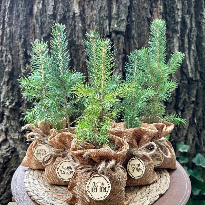 Tree Favors - Etsy