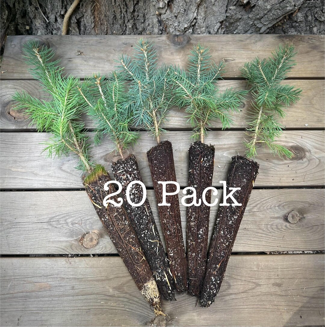 Colorado Blue Spruce Tree Seedlings, 20 Pack, Tree Seedlings, Spruce ...
