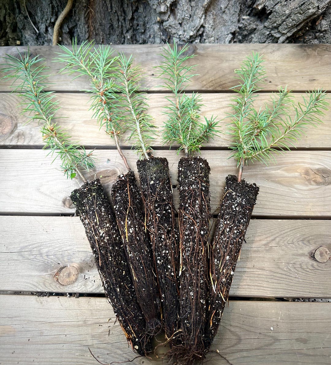 Douglas Fir Tree Seedling, Single Seedling, Tree Seedlings, Fir ...